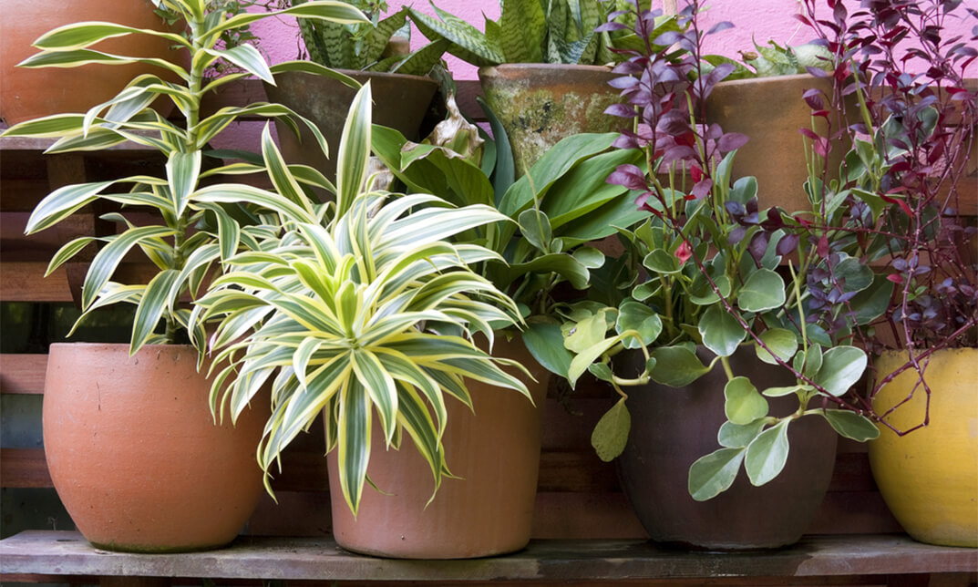 Pot Planting Training Course | Janets